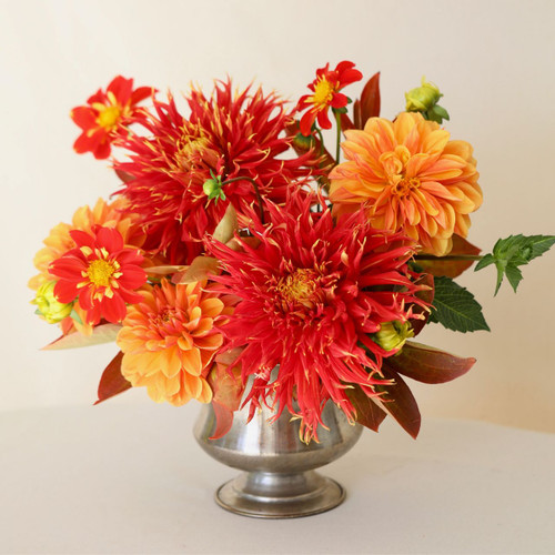 Dahlia Assorted Flirty Fleurs Rio Collection 6 Tuber Clumps Longfield