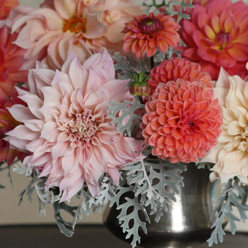 Dahlia Assorted Flirty Fleurs Bergen Collection 6 Tuber Clumps