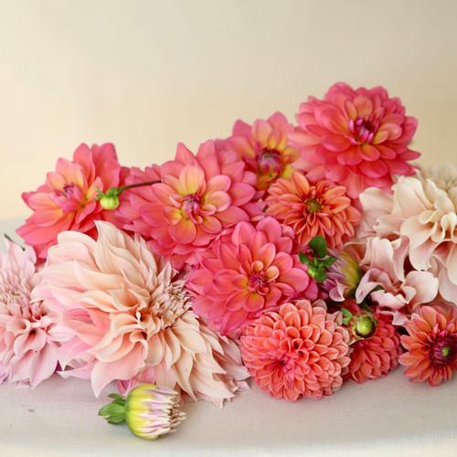 Dahlia Assorted Flirty Fleurs Bergen Collection 6 Tuber Clumps