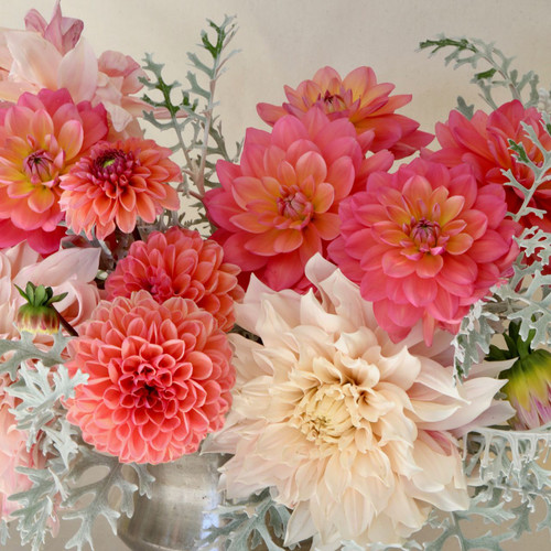 Dahlia Assorted Flirty Fleurs Bergen Collection 6 Tuber Clumps