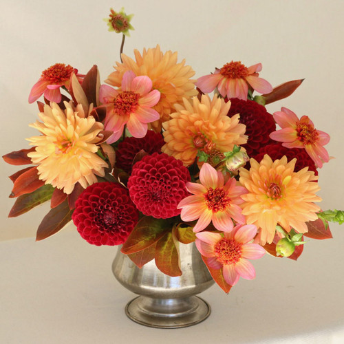 Dahlia Assorted Flirty Fleurs Marrakesh Collection 6 Tuber Clumps
