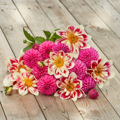 Dahlia Assorted Summer Fashion Collection 4 Tuber Clumps Longfield