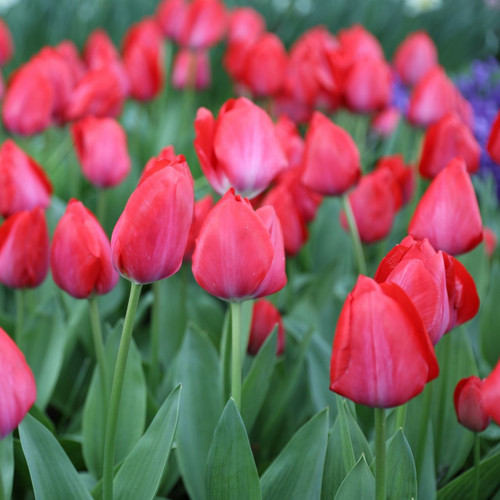 Tulip Darwin Hybrid Red Van Eijk - 20 bulbs - Longfield Gardens