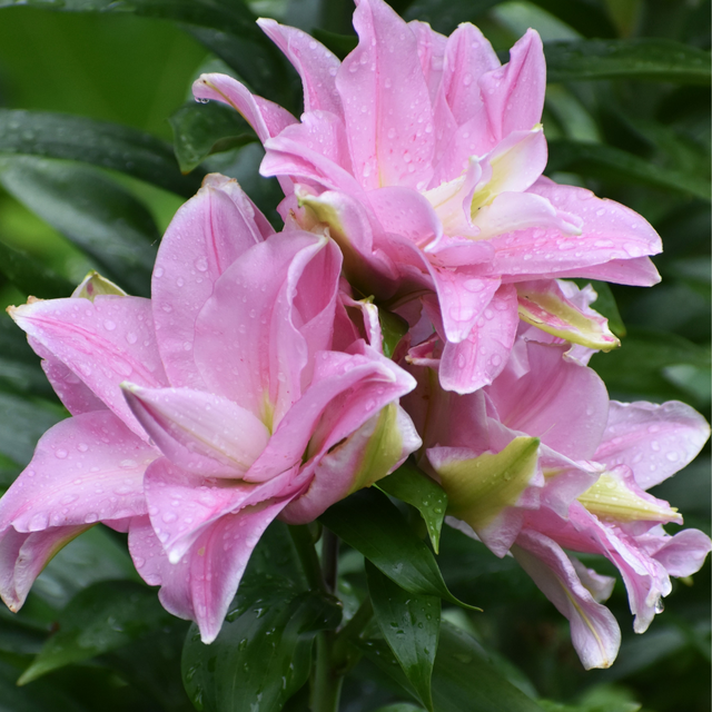 Lily Double Oriental Roselily Editha - 5 bulbs - Longfield Gardens