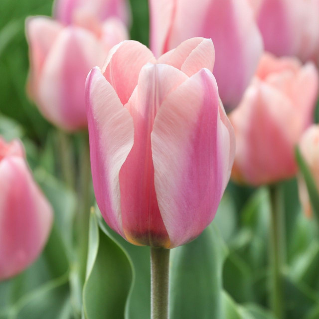 Tulip Darwin Hybrid Sunset Mix - 20 bulbs - Longfield Gardens