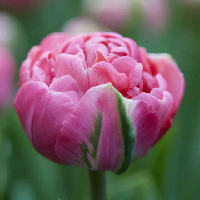 Tulip Silver Parrot - 10 bulbs - Longfield Gardens