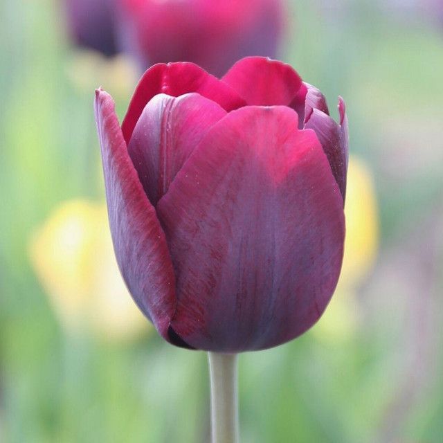 Tulip Triumph Purple Lady - 20 bulbs - Longfield Gardens