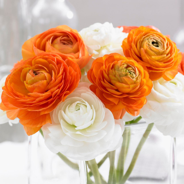 Fall Planted Ranunculus Bulb for Sale - Longfield Gardens