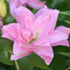 Lily Double Oriental Roselily Editha - 5 bulbs - Longfield Gardens