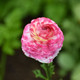 Ranunculus Aviv Picotee Pink/White (Fall) - 25 corms - Longfield Gardens