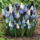 Muscari Assorted Mix - 25 bulbs - Longfield Gardens