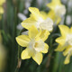 Daffodil Jonquilla Pipit - 20 bulbs - Longfield Gardens