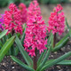 Hyacinth Orientalis Jan Bos - 10 bulbs - Longfield Gardens