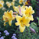 Lily Trumpet Golden Splendor - 5 bulbs - Longfield Gardens
