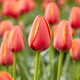 Tulip Darwin Hybrid Ad Rem - 20 bulbs - Longfield Gardens