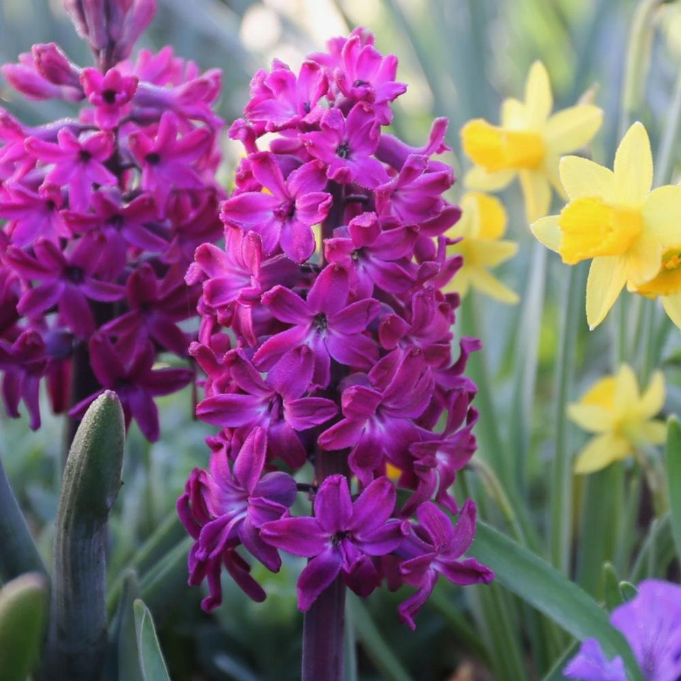 Shop Fragrant Hyacinth Bulbs - Longfield Gardens