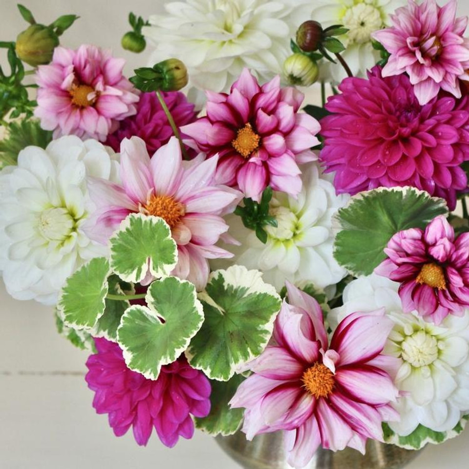 Dahlia Assorted Flirty Fleurs Derry Collection 6 Tuber Clumps