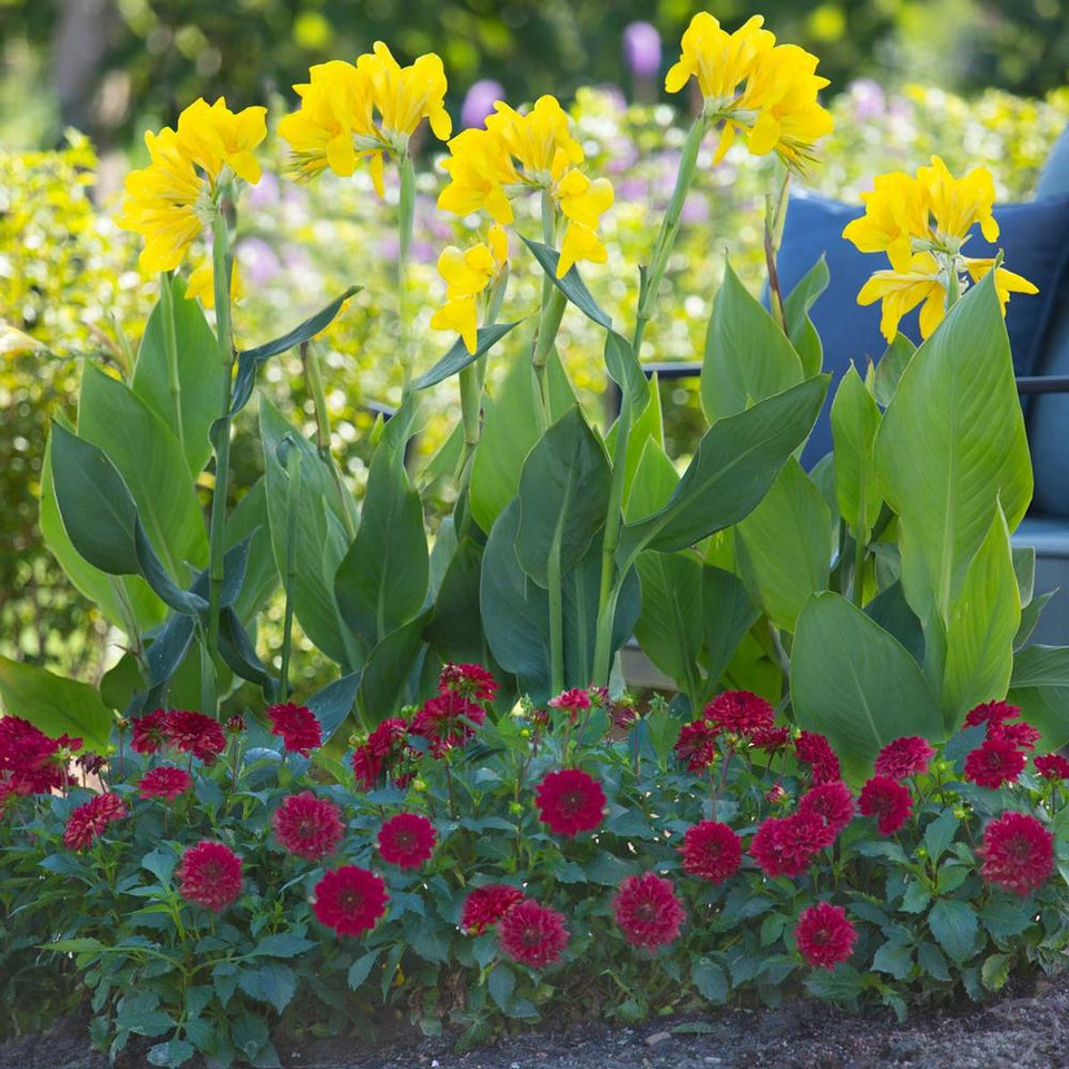 Assorted Spring Planted Bulb Combinations - Longfield Gardens