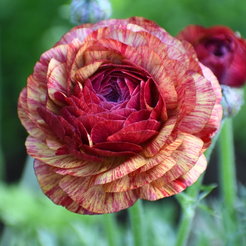 Fall Planted Ranunculus Bulb for Sale - Longfield Gardens