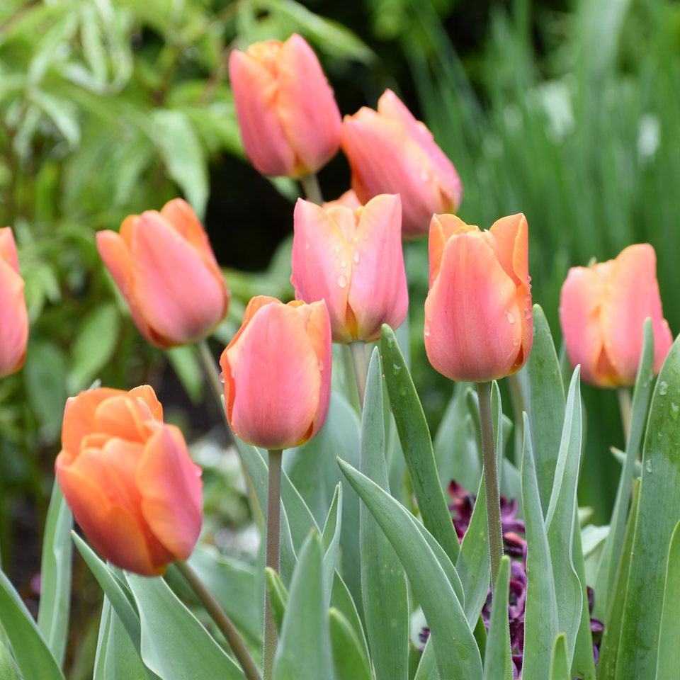 Tulip Triumph Jimmy - 20 bulbs - Longfield Gardens