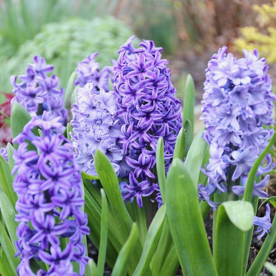 Shop Fragrant Hyacinth Bulbs - Longfield Gardens