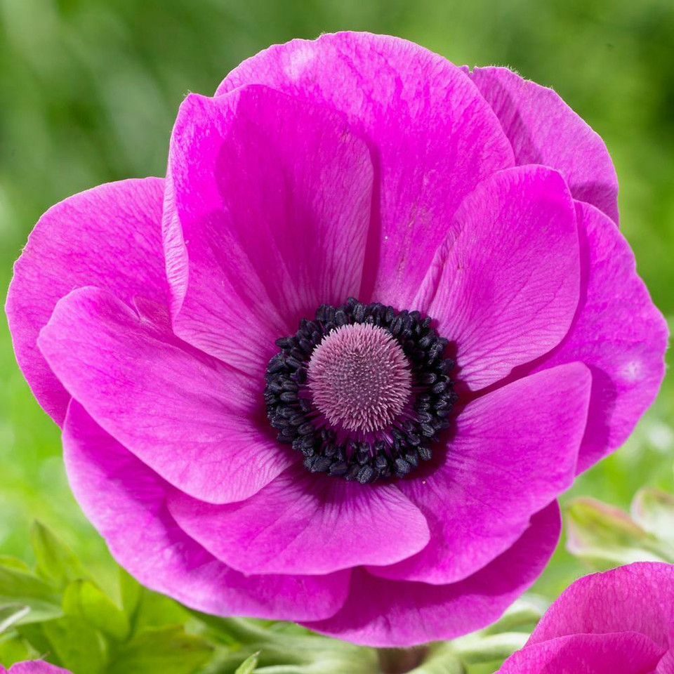 Anemones for Sale - Shop Coronaria Bulbs - Longfield Gardens
