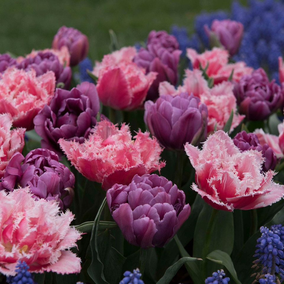 Tulip Fringed Queensland - 10 bulbs - Longfield Gardens
