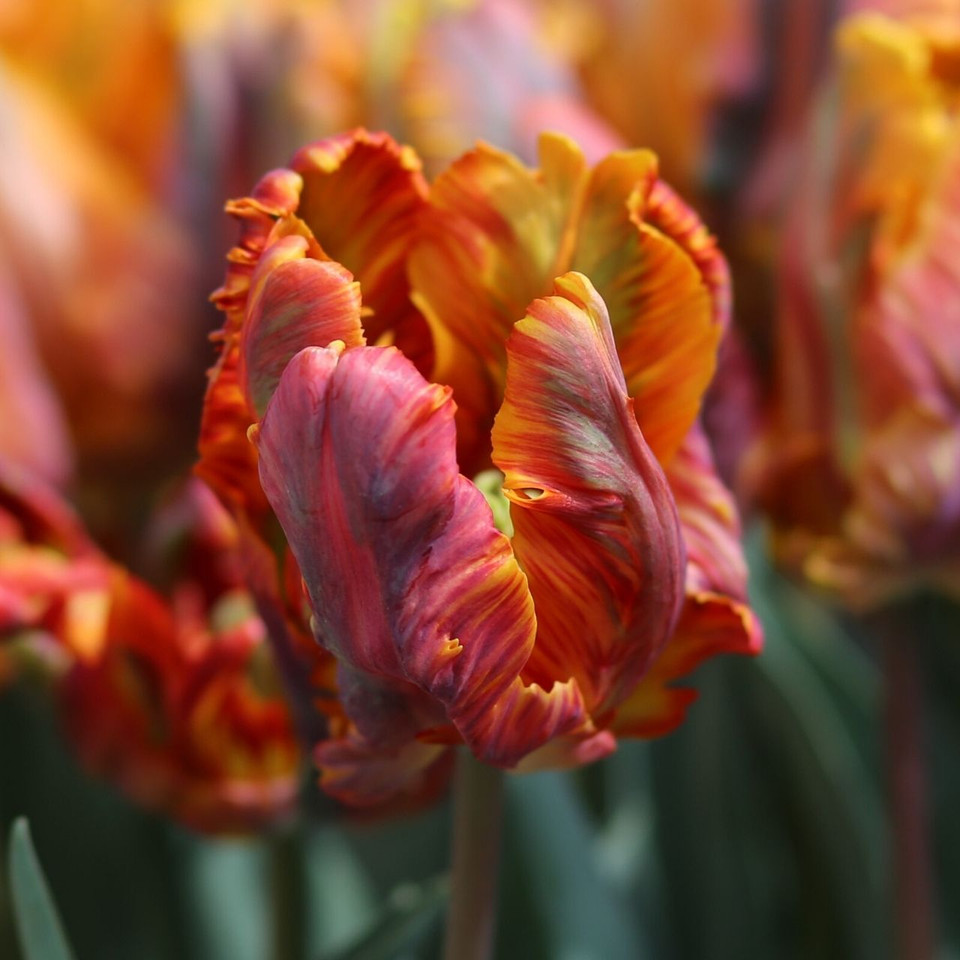 Tulip Rasta Parrot - 10 bulbs - Longfield Gardens