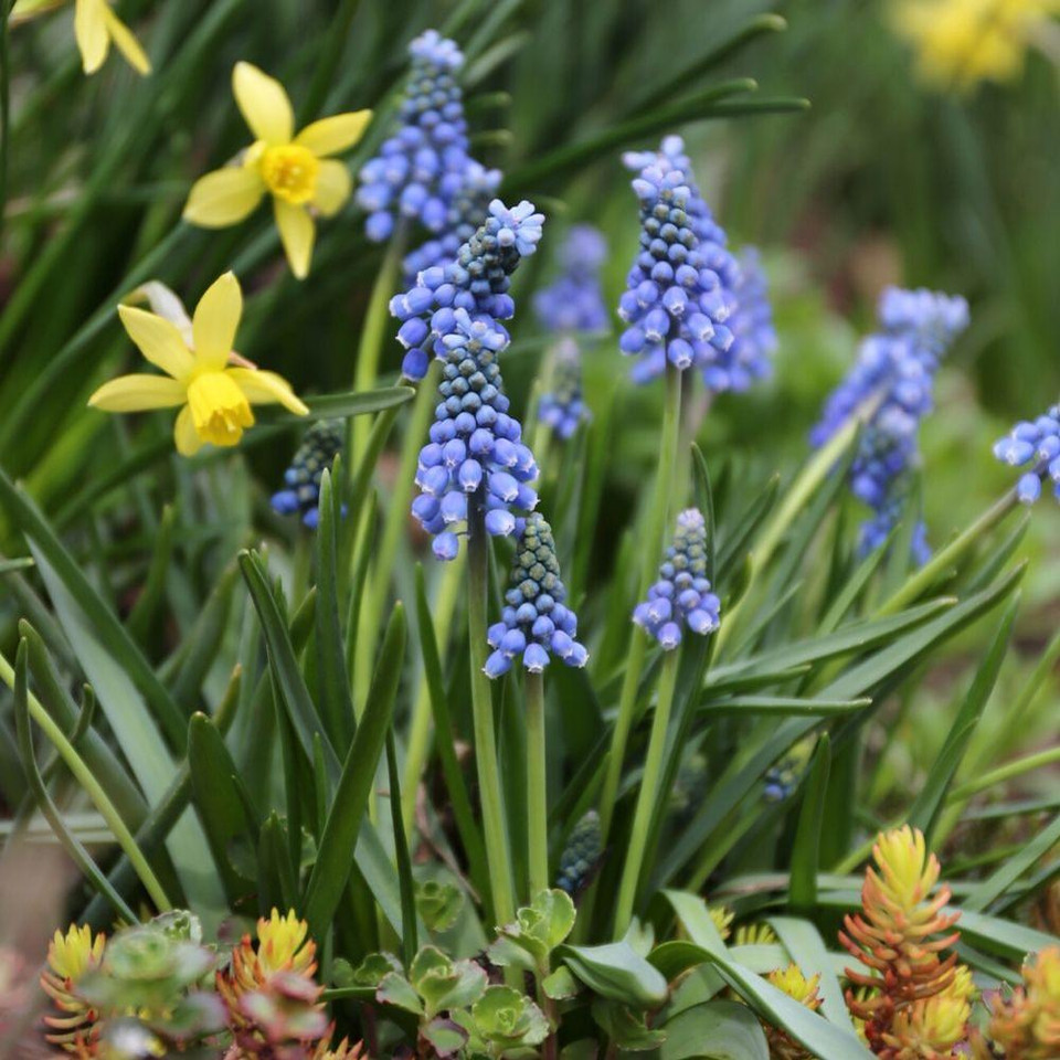 Muscari Blue Magic - 25 bulbs - Longfield Gardens