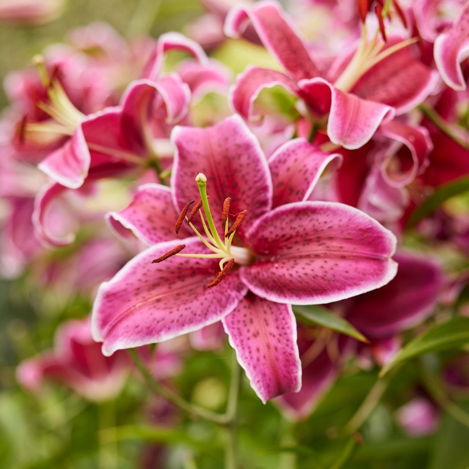 Lily Oriental Corvara - 5 bulbs - Longfield Gardens