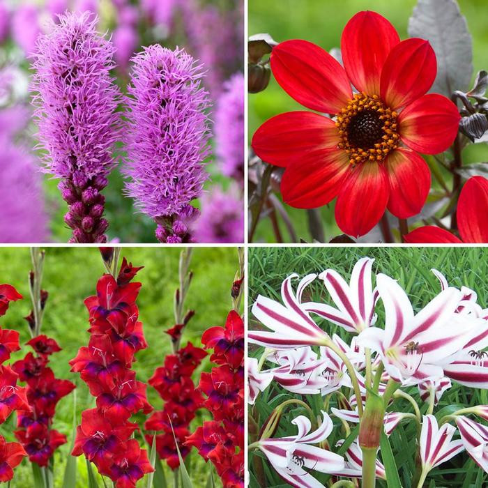 Assorted Spring Planted Bulb Combinations - Longfield Gardens