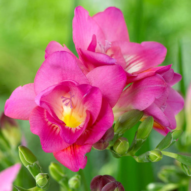 Freesia Double Pink - 25 corms - Longfield Gardens