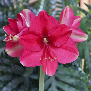 Amaryllis Single Pink Surprise - 1 bulb - Longfield Gardens