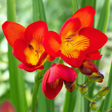 Freesia Single Red - 25 corms - Longfield Gardens