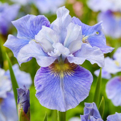 Iris Siberica Mission Bay - 3 bare roots - Longfield Gardens