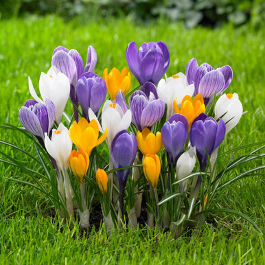 Crocus Large Flowering Assorted Colors - 25 corms - Longfield Gardens