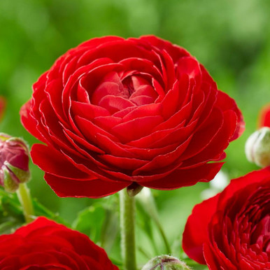 Ranunculus Tomer Red (Fall) - 25 corms - Longfield Gardens