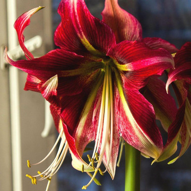 Amaryllis Single Ruby Star - 1 bulb - Longfield Gardens
