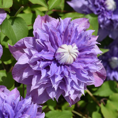 Clematis Multi Blue - 1 One Year Plug - Longfield Gardens