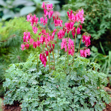 Dicentra (Bleeding Heart) Formosa King of Hearts - 1 bare root ...