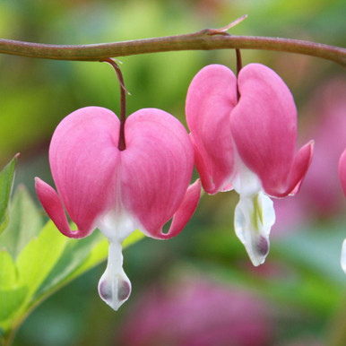 Dicentra (Bleeding Heart) Spectabilis - 3 bare roots - Longfield Gardens