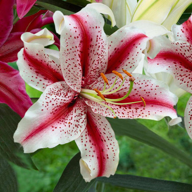 Lily Oriental Dizzy - 5 bulbs - Longfield Gardens