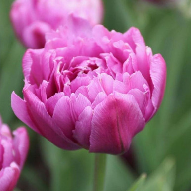 Tulip Double Early Margarita - 20 bulbs - Longfield Gardens