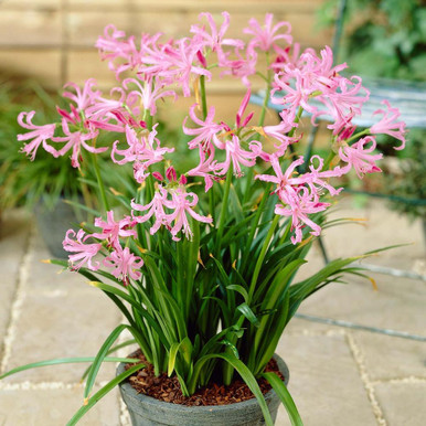 Nerine Bowdenii - 3 bulbs - Longfield Gardens