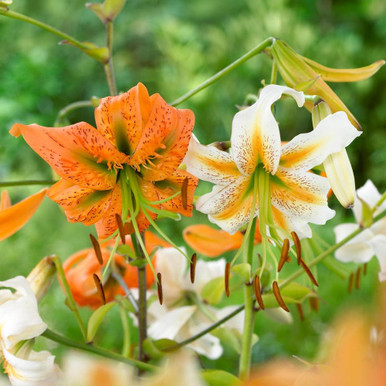 Lily Species Henryi & Lady Alice - 10 bulbs - Longfield Gardens