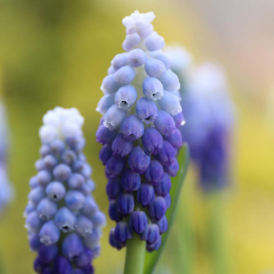 Muscari Ocean Magic - 25 bulbs - Longfield Gardens
