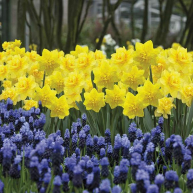 Daffodil Golden Ducat & Muscari Latifolium - 45 bulbs - Longfield Gardens