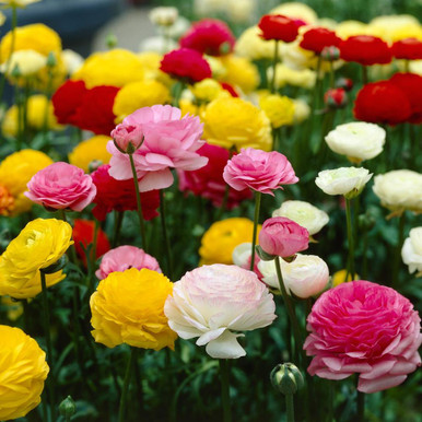 Ranunculus Tomer Assorted Colors (Fall) - 25 corms - Longfield Gardens