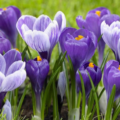 Crocus Large Flowering Remembrance & Pickwick - 50 corms - Longfield ...