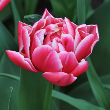 Tulip Double Early Columbus - 20 bulbs - Longfield Gardens